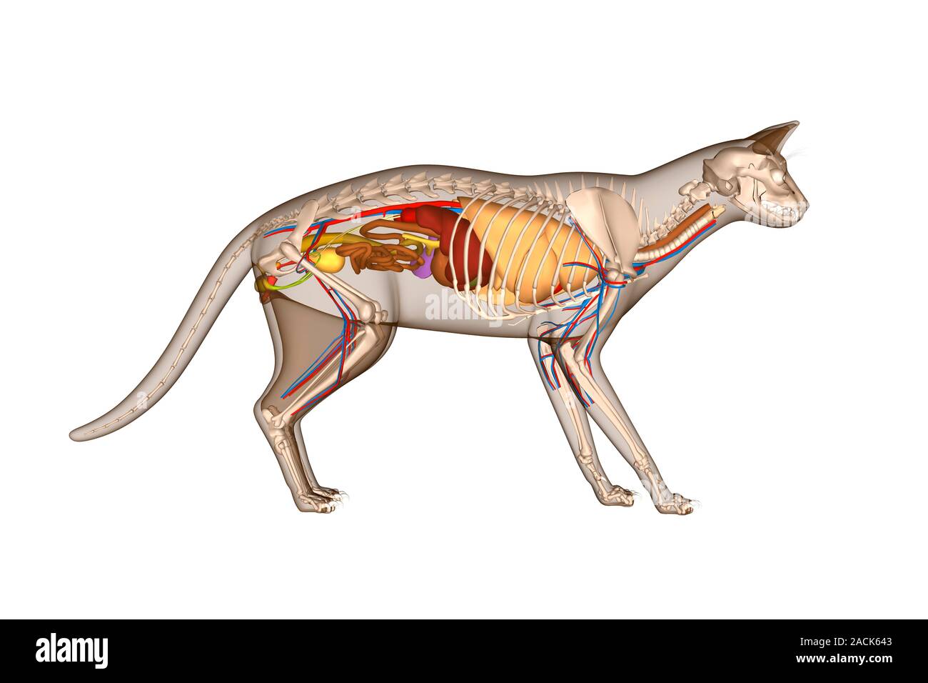 Cat Dissection Arteries Model