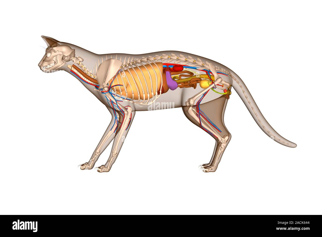 Cat anatomy. Computer artwork showing the internal anatomy of a ...