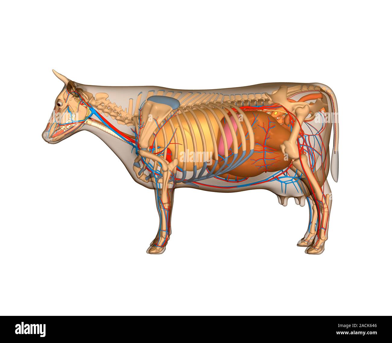 Cow anatomy. Computer artwork showing the internal anatomy of a ...