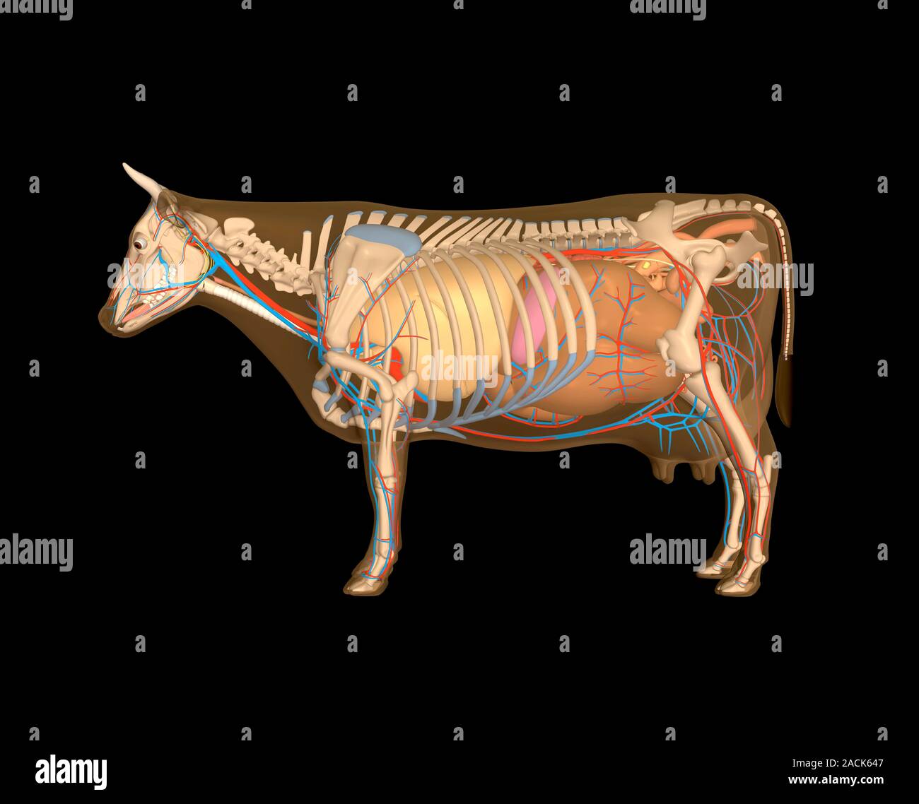 Cow anatomy. Computer artwork showing the internal anatomy of a ...