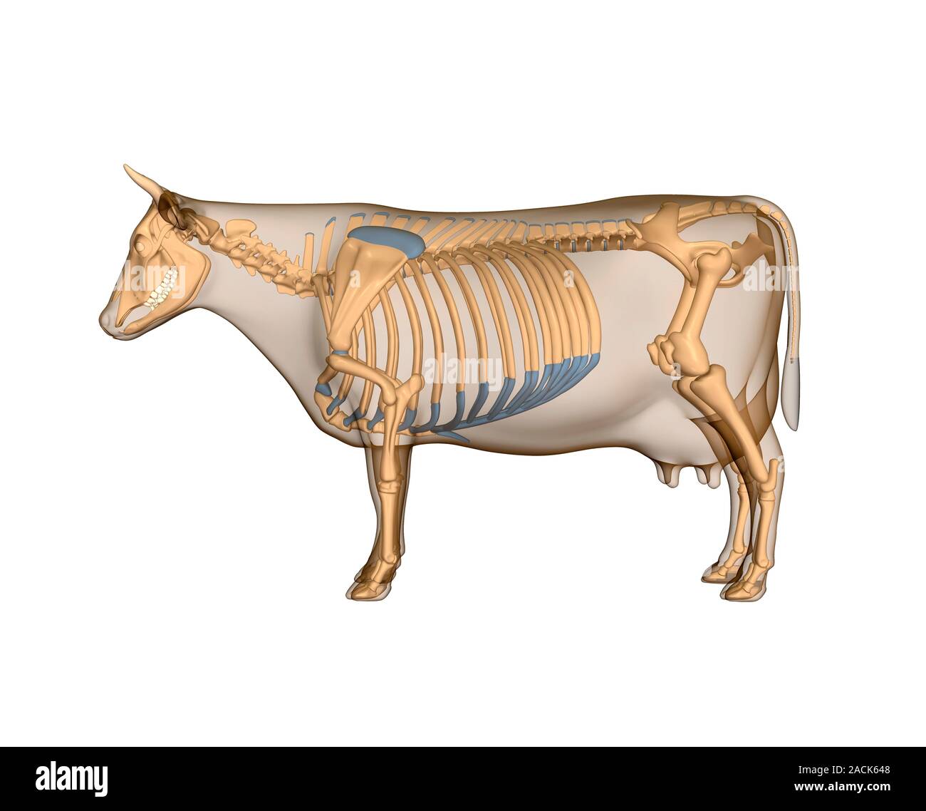 Cow anatomy. Computer artwork showing the skeletal system of a ...