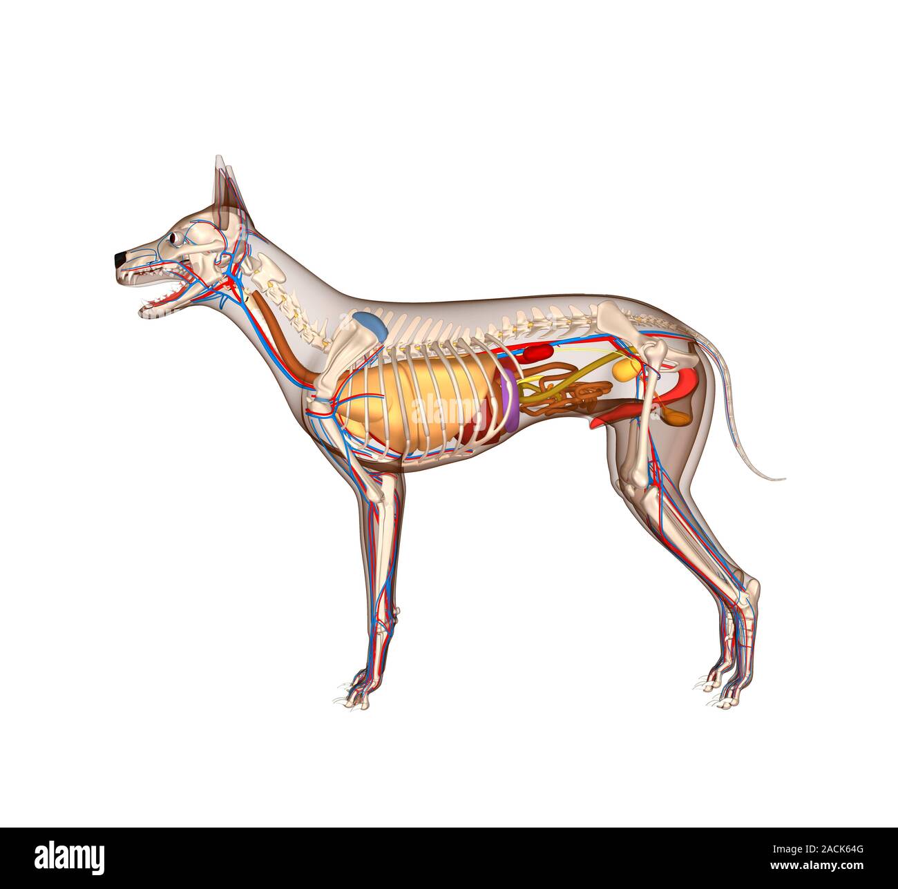 Dog Internal Anatomy 5,000+ Dog Anatomy Stock Photos, Pictures