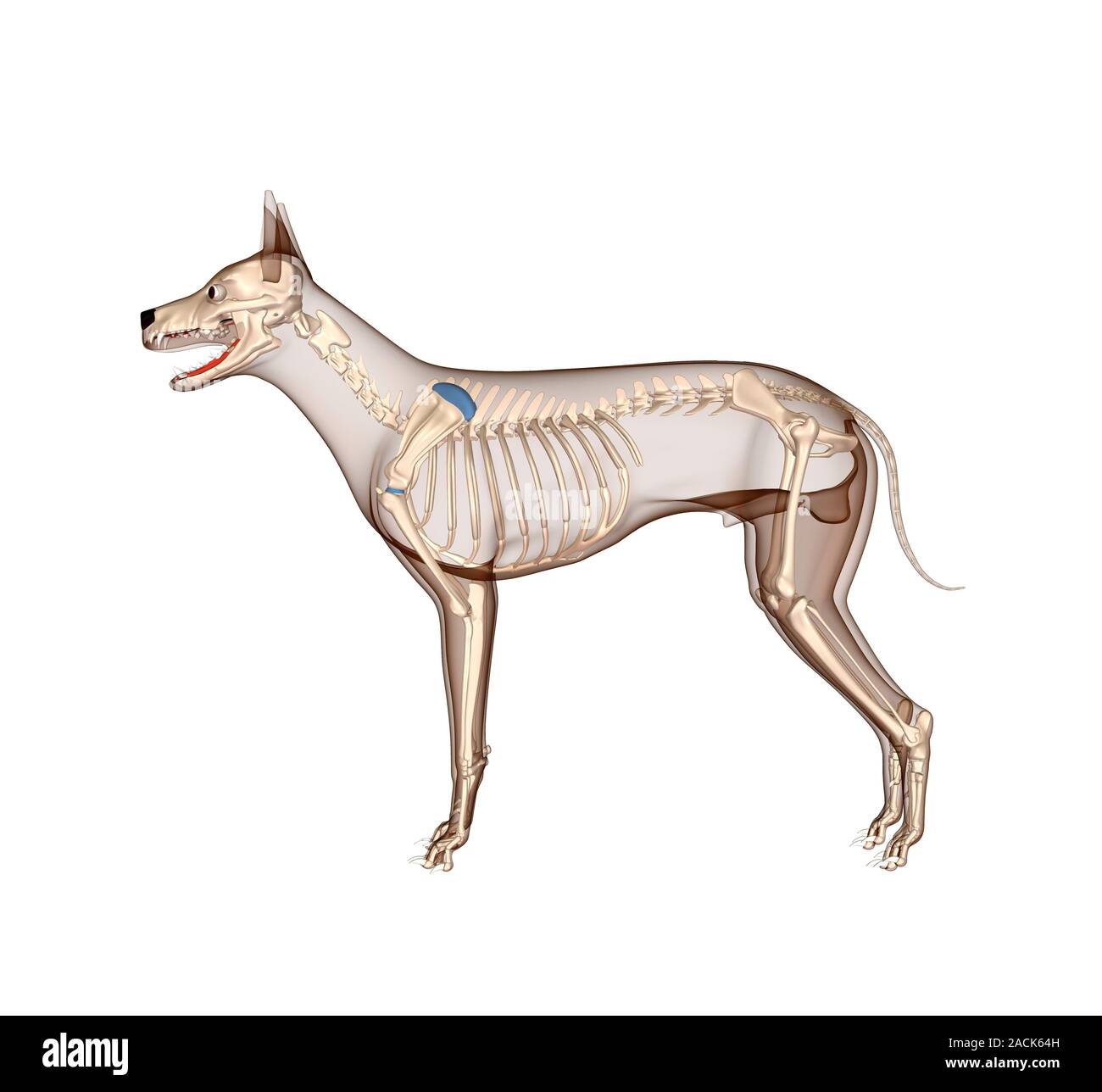 Dog anatomy. Computer artwork showing the skeletal system of a ...