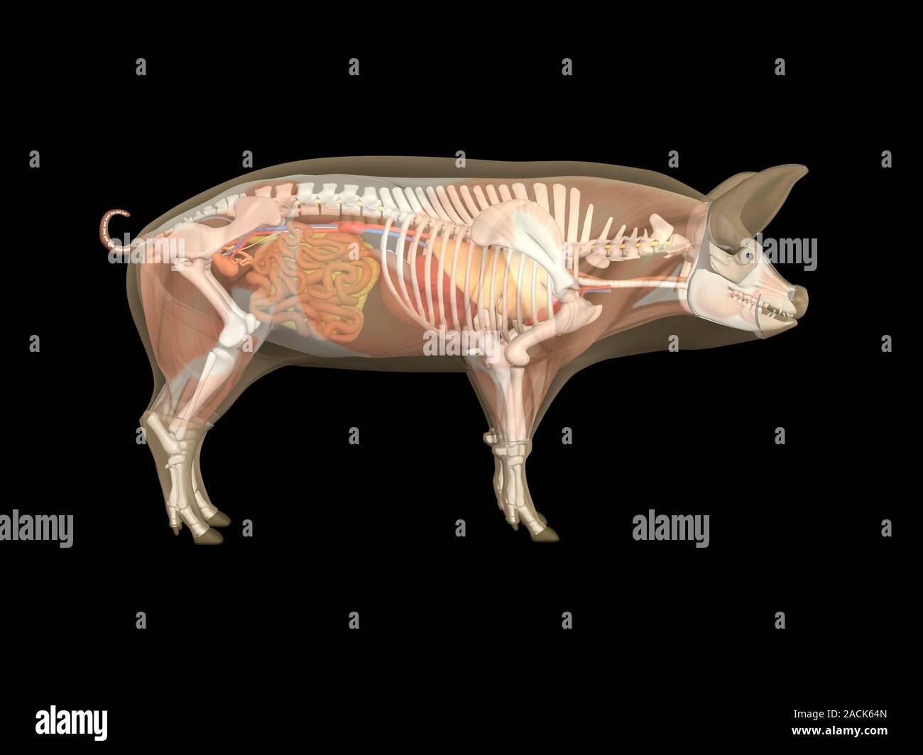 Pig anatomy. Computer artwork showing the internal anatomy of a ...