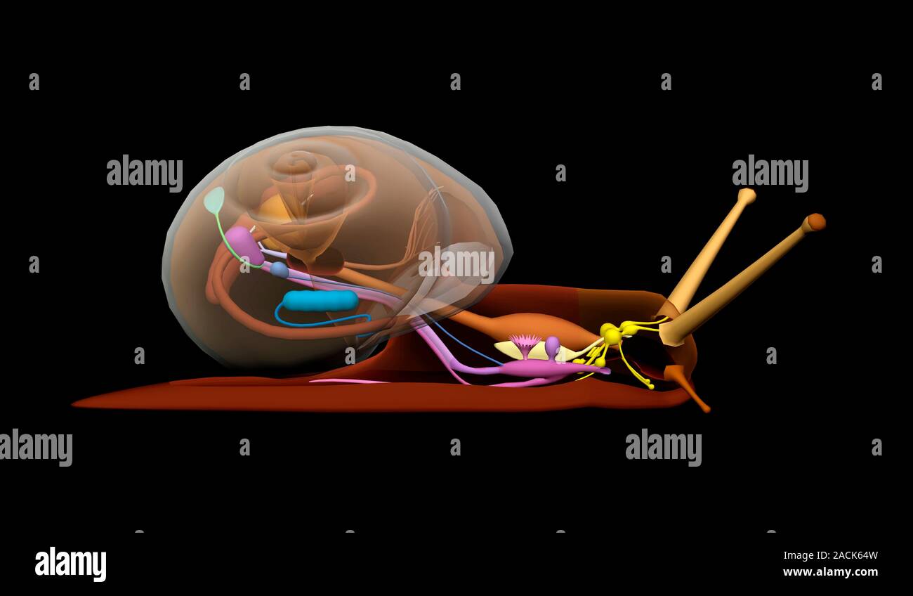 Snail anatomy. Computer artwork showing the internal and external ...