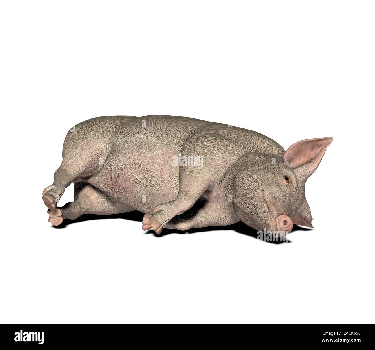 Pig anatomy. Computer artwork showing the external anatomy of a ...