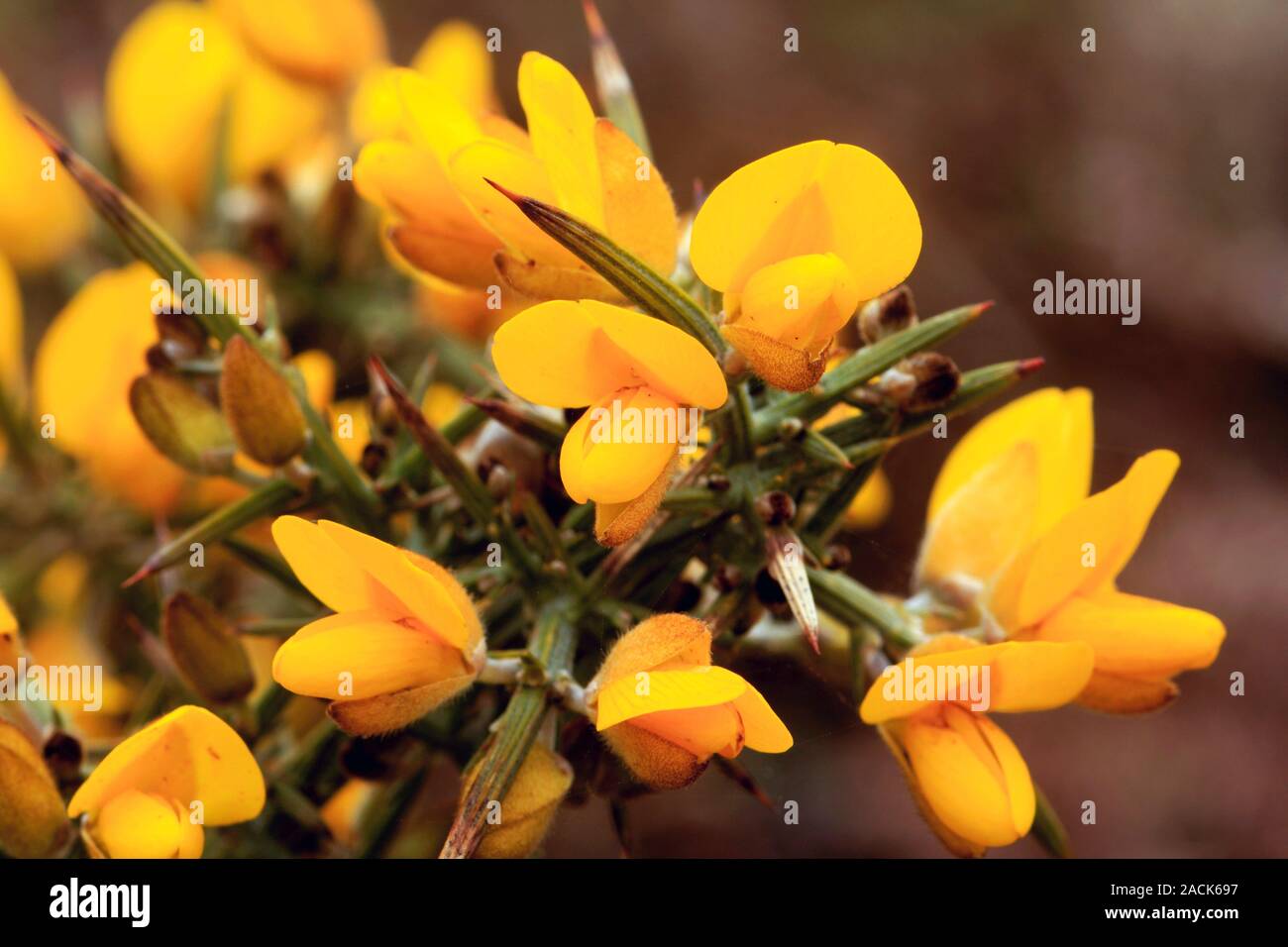 Common gorse (Ulex europaeus) in flower. Photographed in Cornwall, UK ...