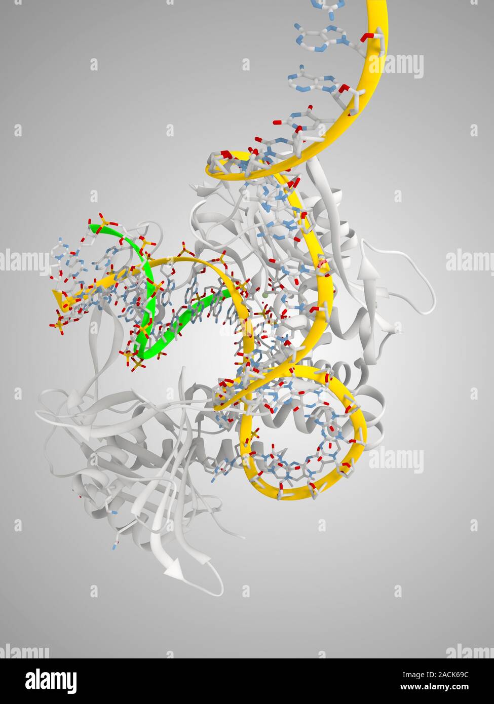 Viral DNA polymerase in complex with DNA. Computer model showing the ...