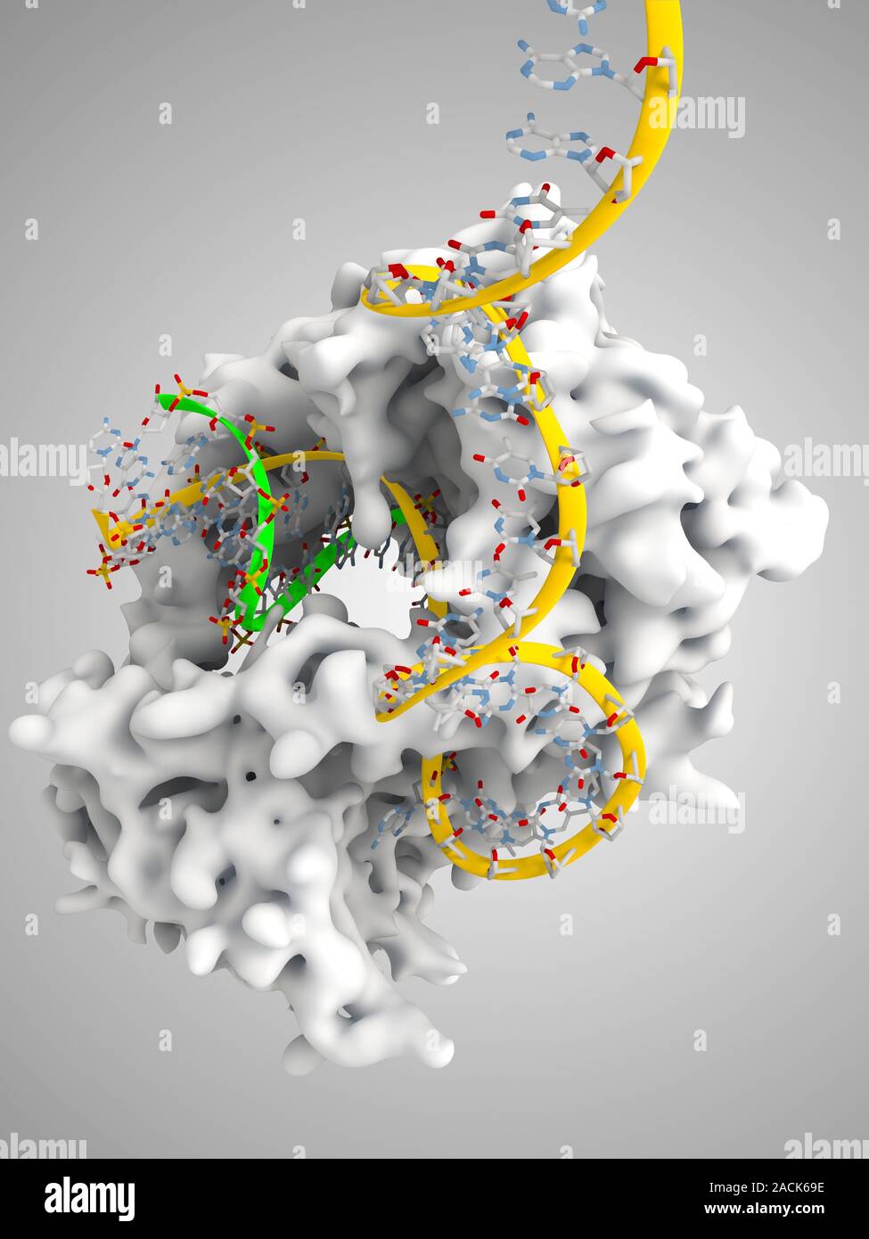 Viral DNA polymerase in complex with DNA. Computer model showing a phi29 DNA polymerase molecule ...