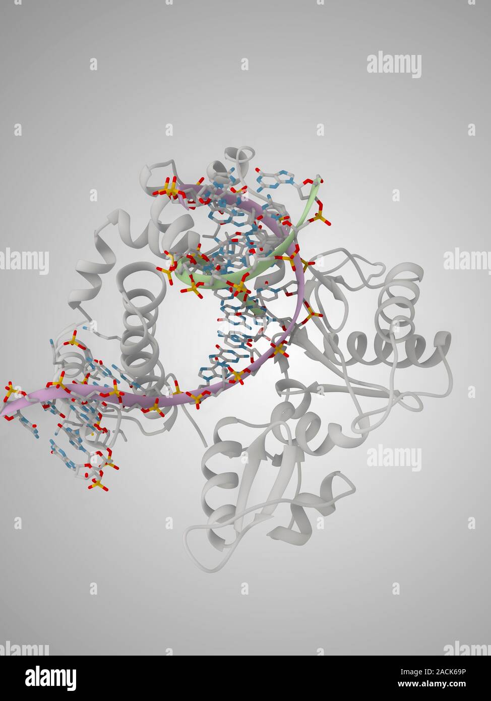 DNA polymerase in complex with DNA. Computer model showing a molecule ...