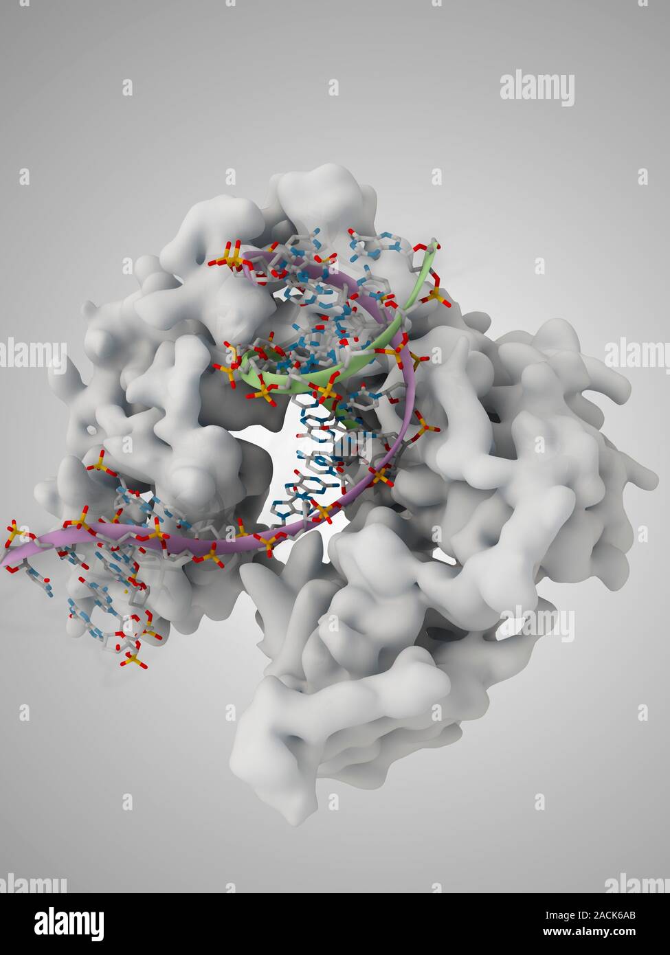 DNA polymerase in complex with DNA. Computer model showing a molecule ...
