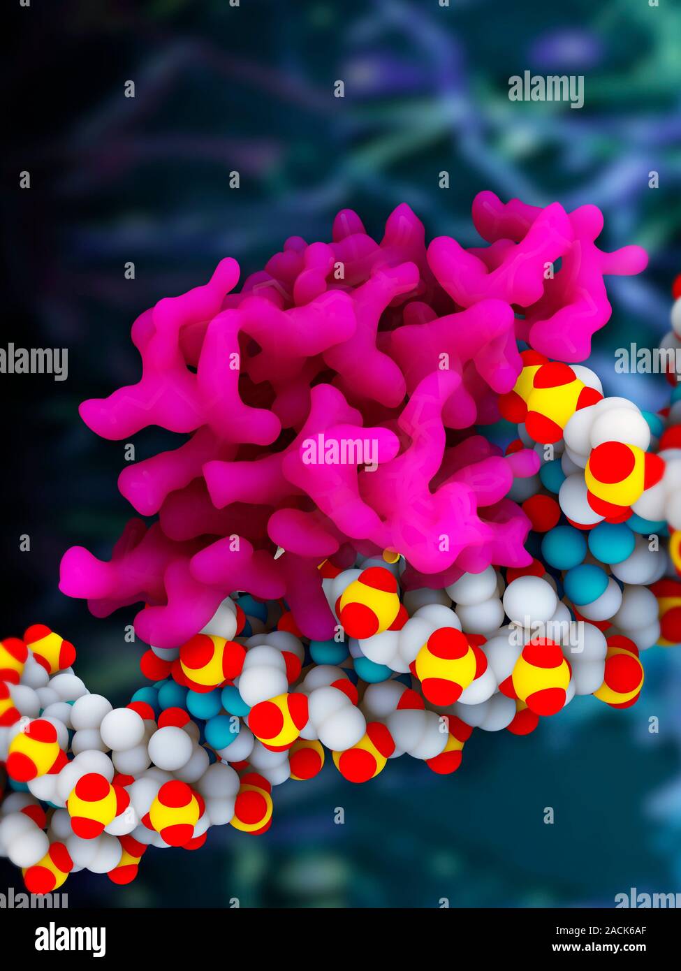 FOXO4 protein in complex with DNA. Computer model showing a molecule of ...