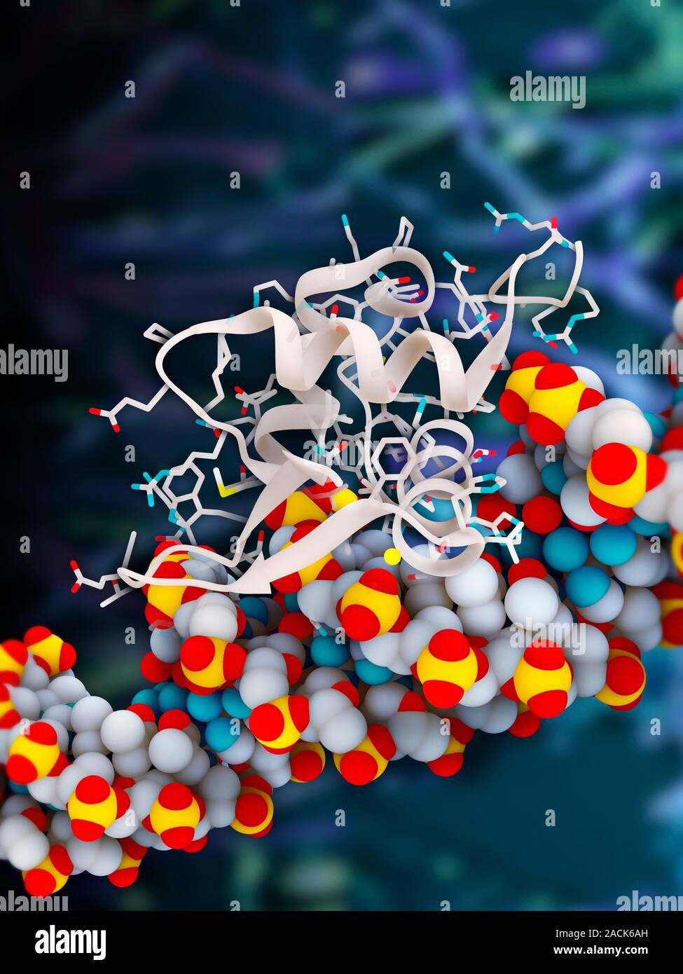 FOXO4 protein in complex with DNA. Computer model showing the active ...