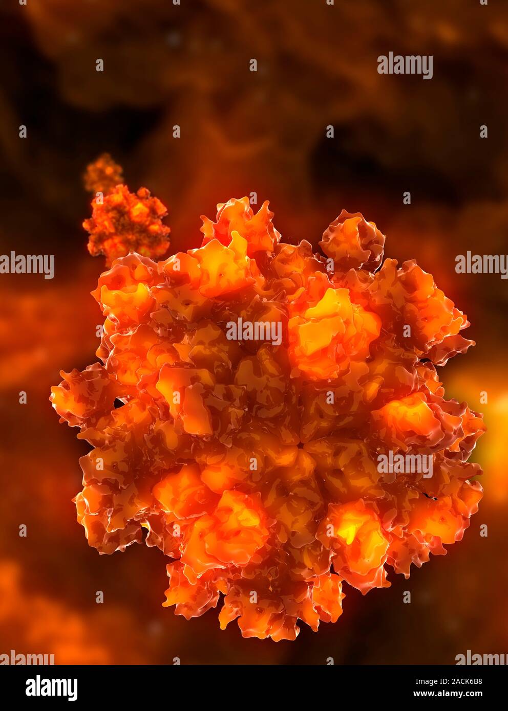Hepatitis E virus particles, computer artwork. This virus is a non ...