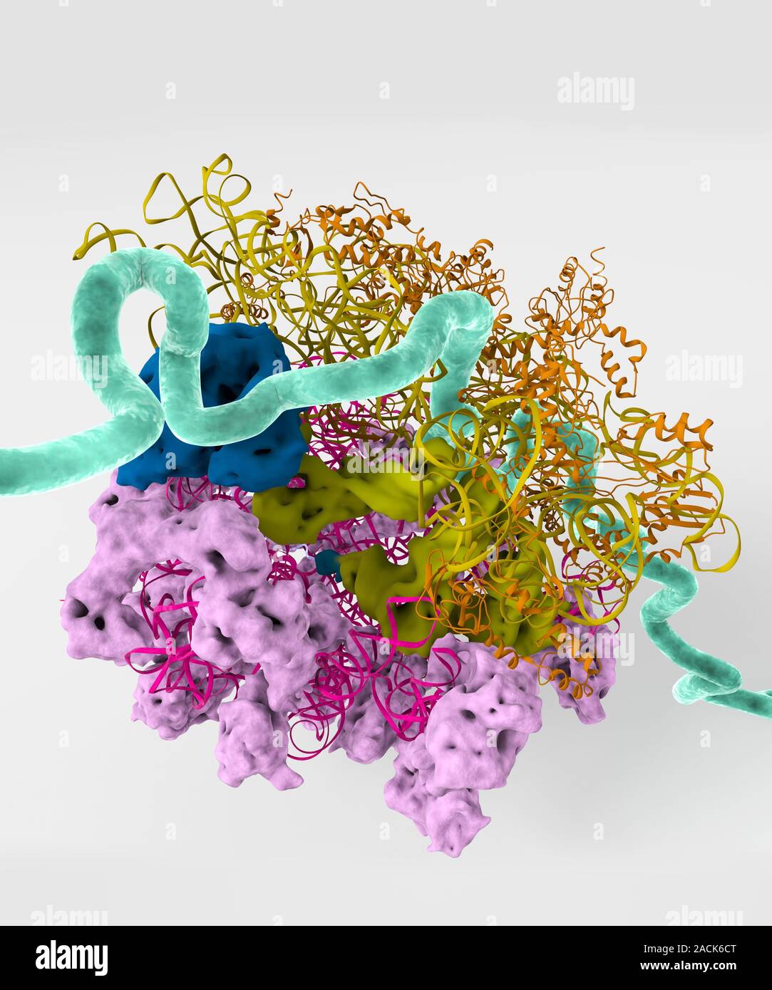 Bacterial ribosome and protein synthesis. Molecular model showing a ...