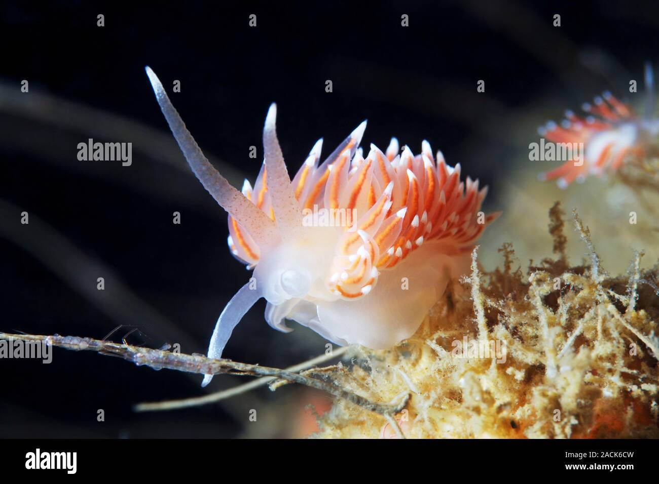 Nudibranch (Flabellina nobilis). Nudibranchs are shell-less marine ...