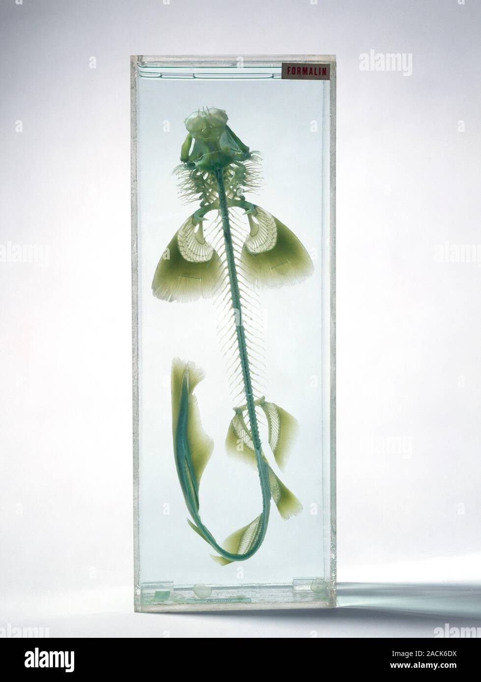 Preserved dogfish specimen (Scyliorhinus canicula). This specimen is ...