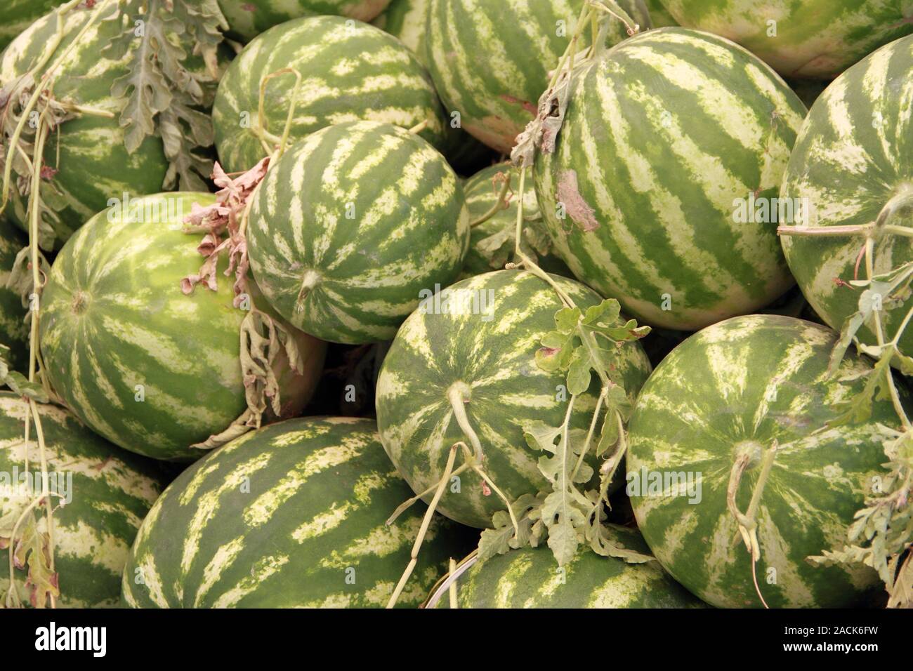 Mature Melons Stock Photos & Mature Melons Stock Images - Alamy