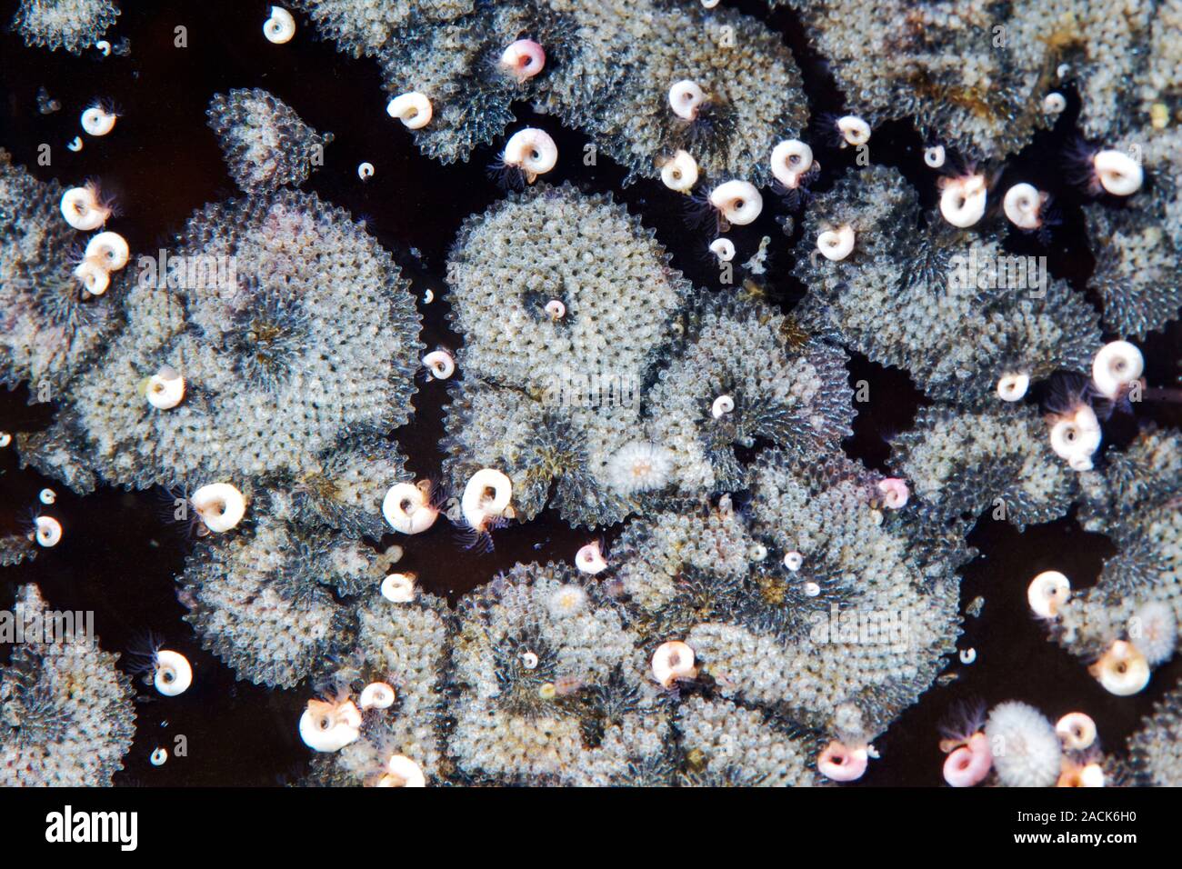 Bryozoa (Celleporella hyalina) colonies. Bryozoa are colonial animals ...