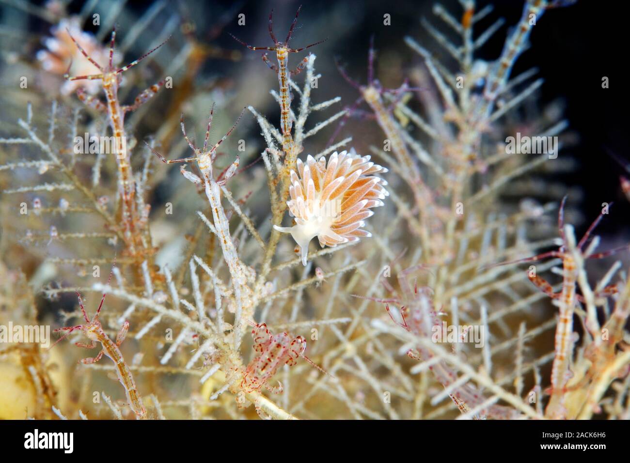 Nudibranch (Cuthona sp., centre). Nudibranchs are shell-less marine ...