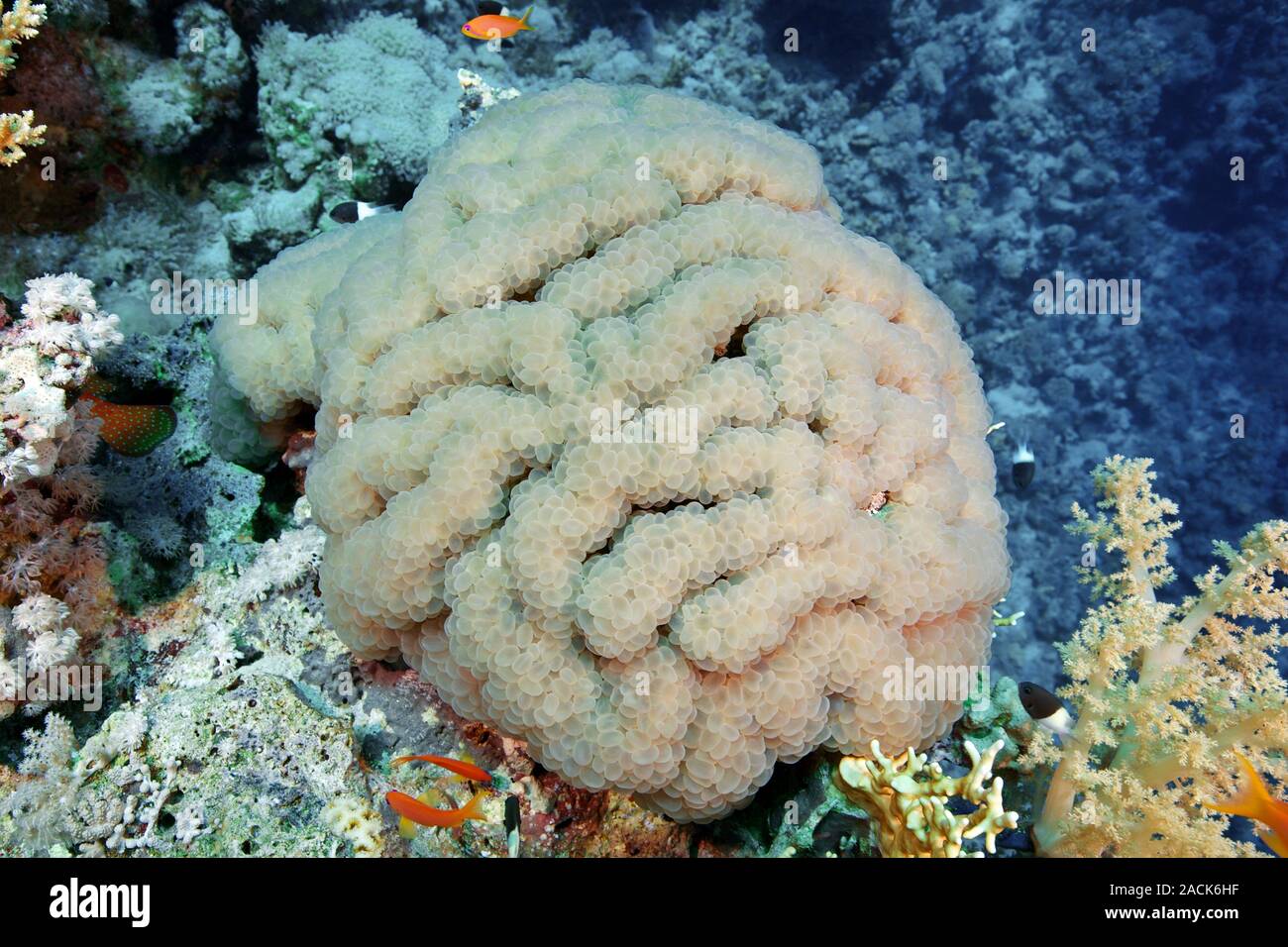 Coral (class Anthozoa). Photographed in the Red Sea Stock Photo - Alamy