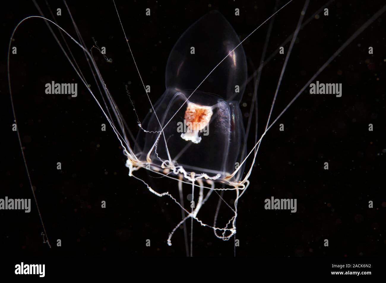 Hydromedusa. Medusa stage of a Halitholus sp. hydrozoan. Hydromedusae ...