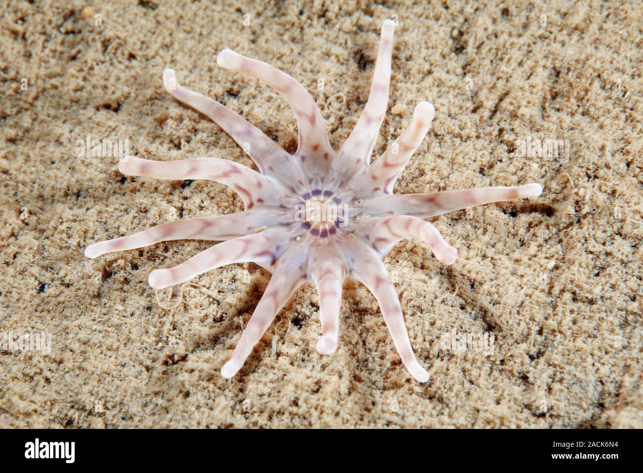 Twelve-tentacle burrowing anemone (Halcampa duodecimcirrata ...