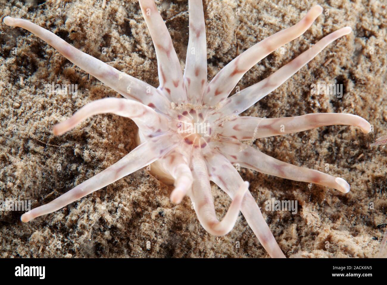 Twelve-tentacle burrowing anemone (Halcampa duodecimcirrata ...