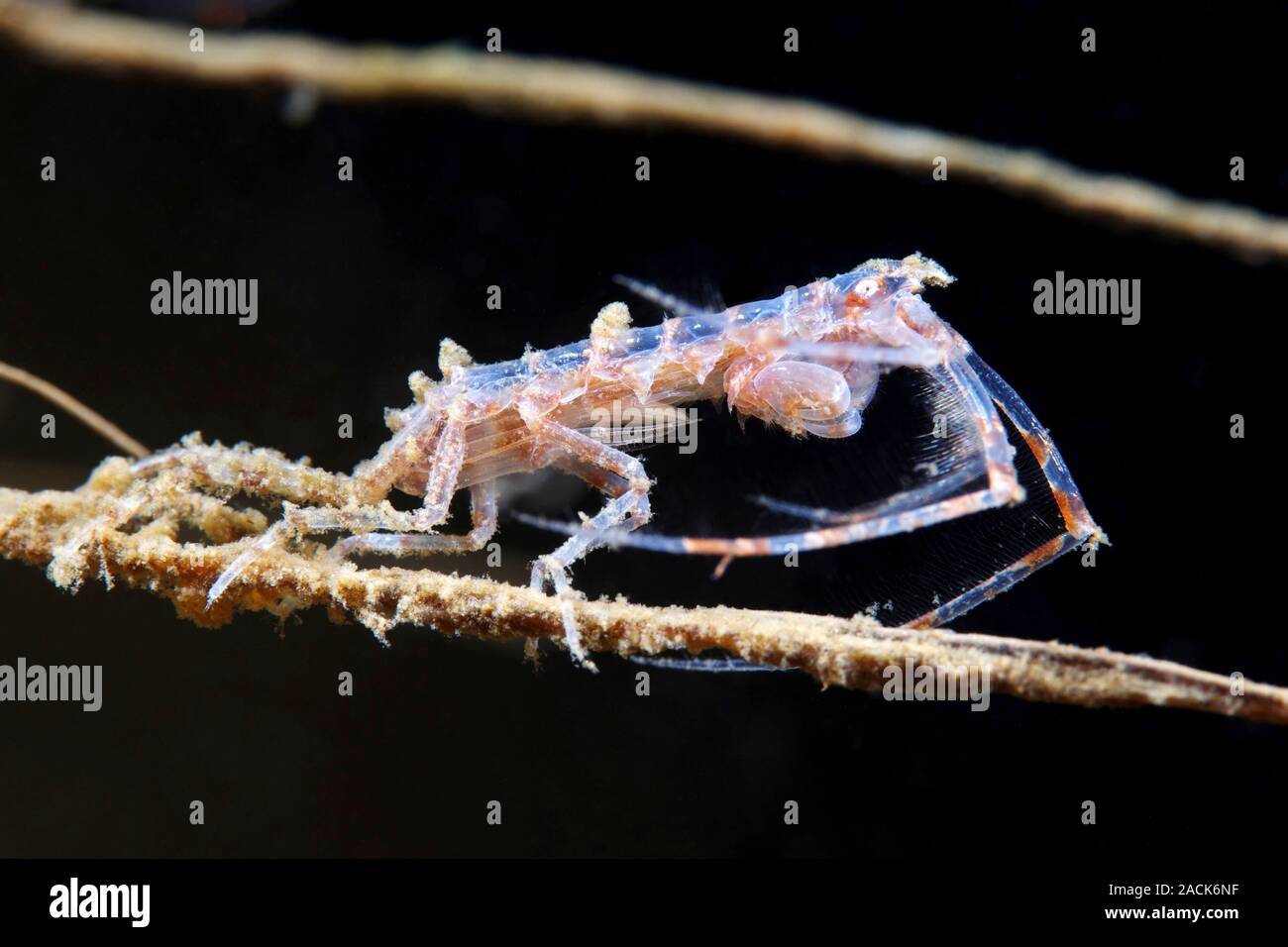Amphipod crustacean (Dulichia spinosissima). Amphipods are small ...
