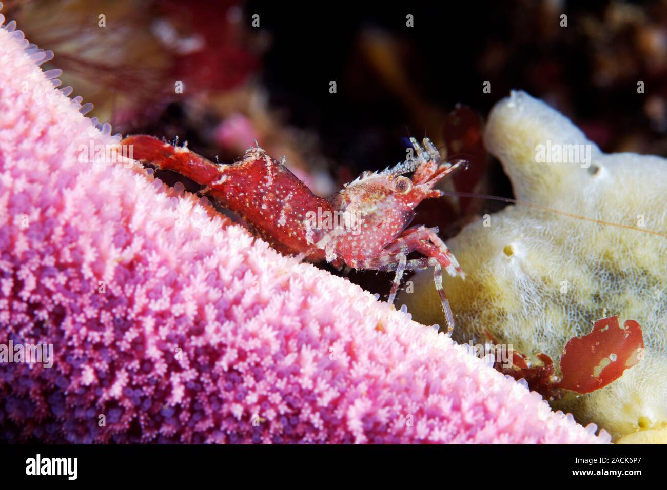 Shrimp (infraorder Caridea). Photographed in the White Sea, Russia ...