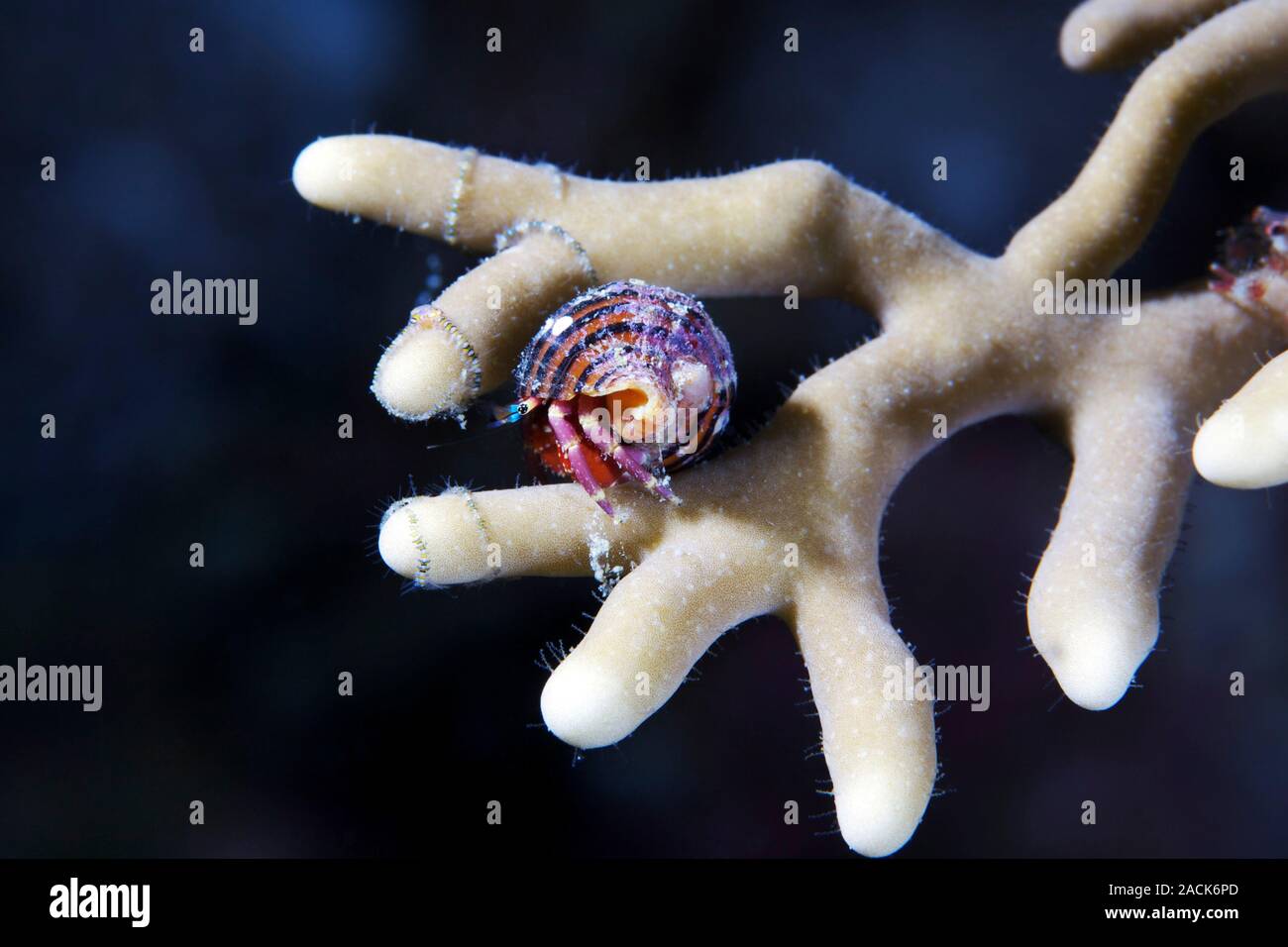 Hermit crab (superfamily Paguroidea) on coral. Photographed in the Red ...