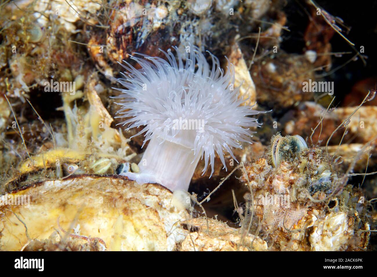 Sea anemone (order Actiniaria). Photographed in the White Sea, Russia ...