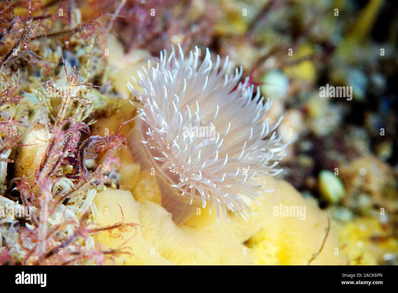 Sea anemone (order Actiniaria). Photographed in the White Sea, Russia ...
