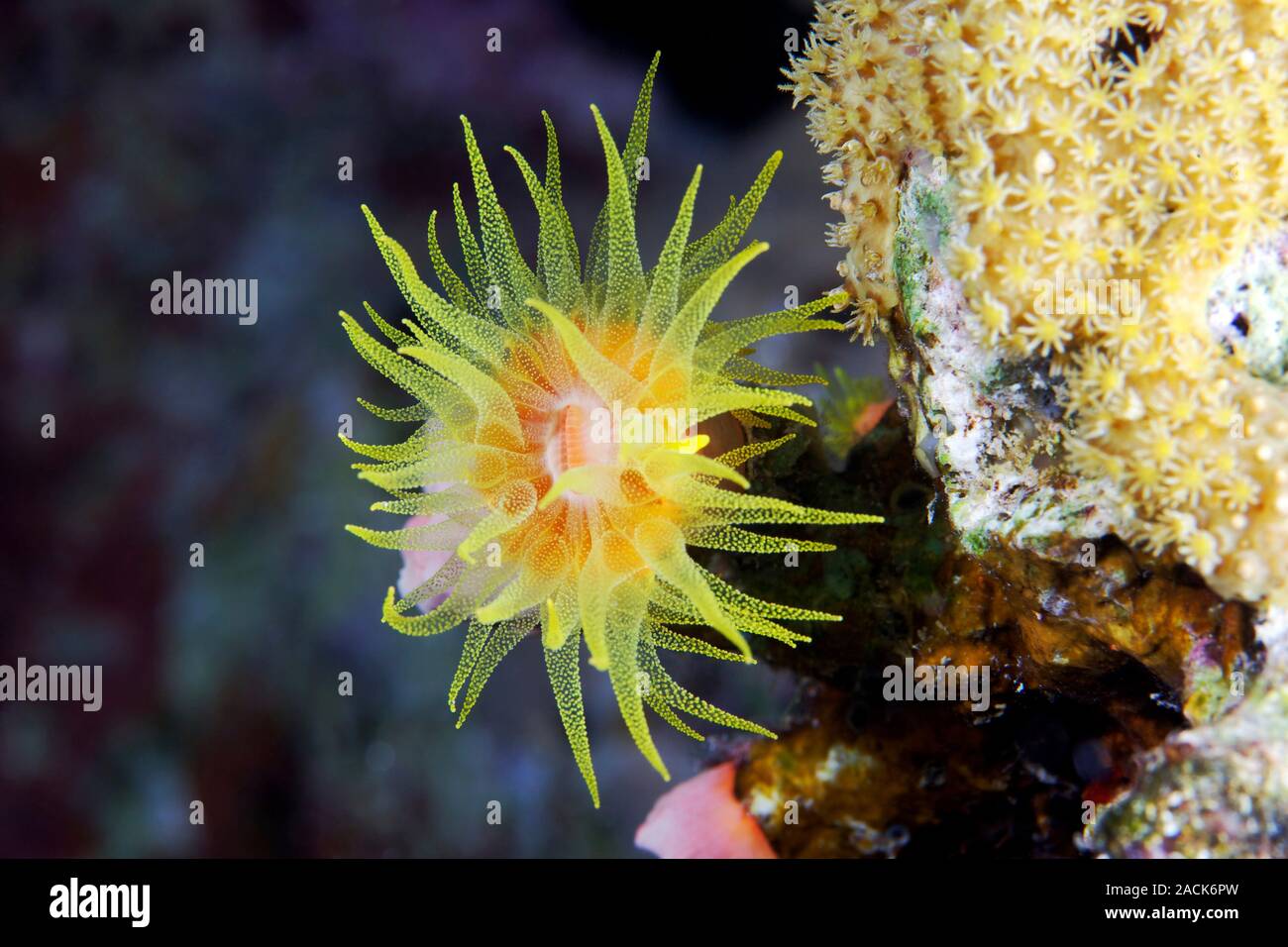 Orange cup coral (Tubastraea coccinea). Photographed in the Red Sea ...