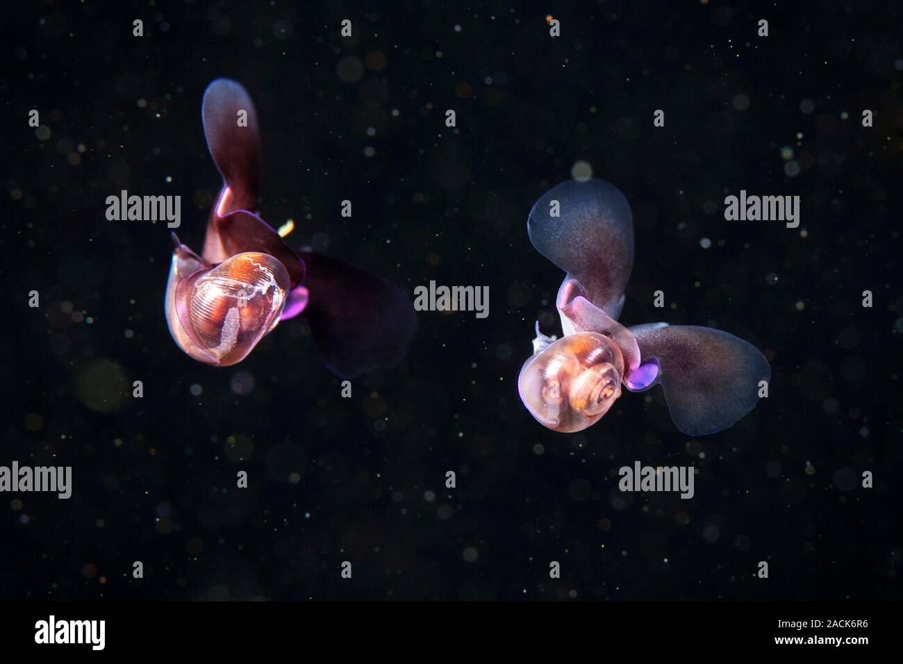 Sea butterflies (Limacina helicina). Sea butterflies are swimming ...