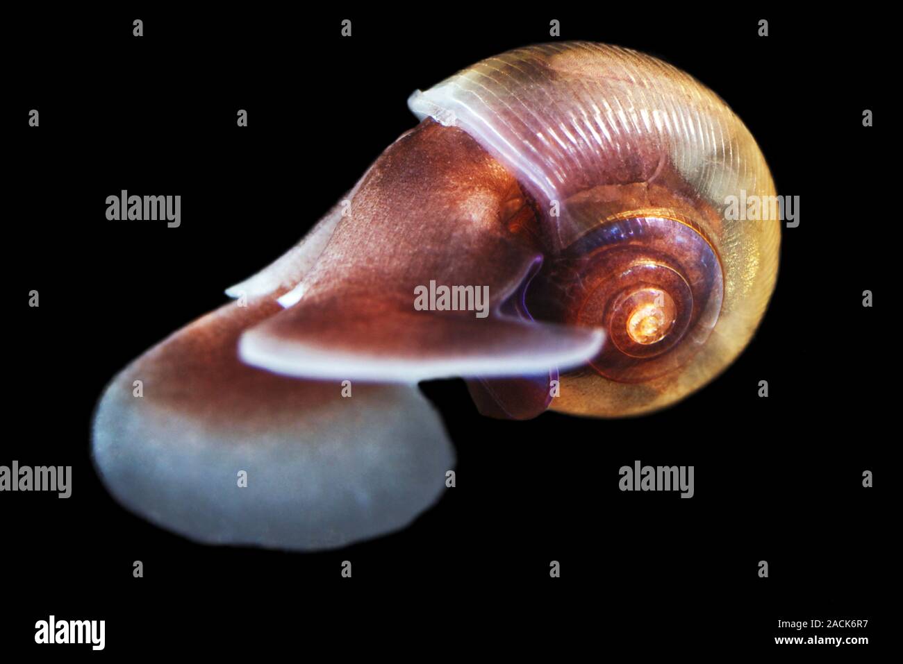 Sea butterfly (Limacina helicina). Sea butterflies are swimming predatory marine sea snails ...