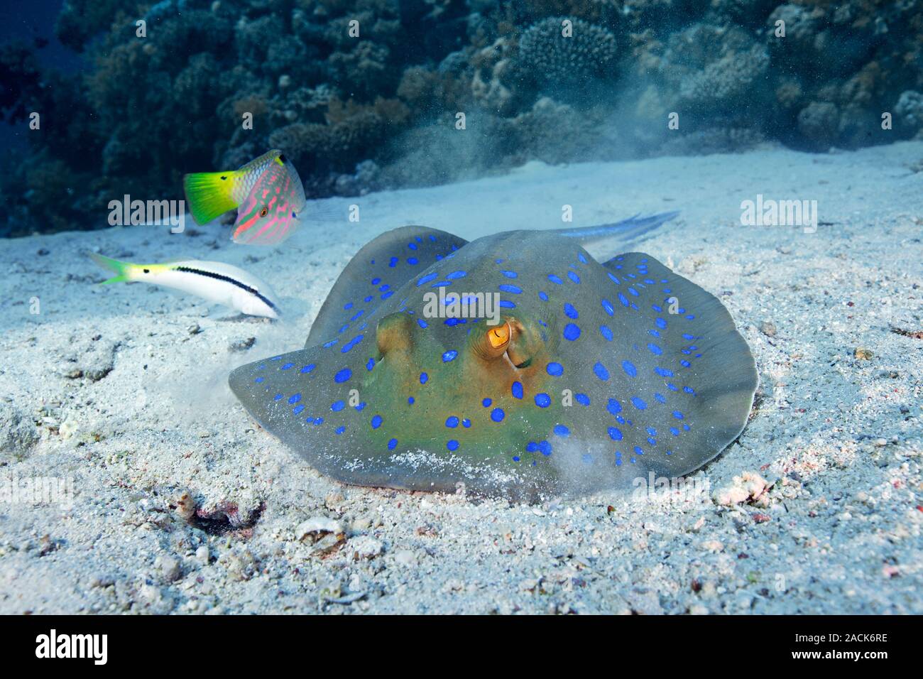 Blue-spotted ribbontail ray (Taeniura lymma). This stingray grows to a ...