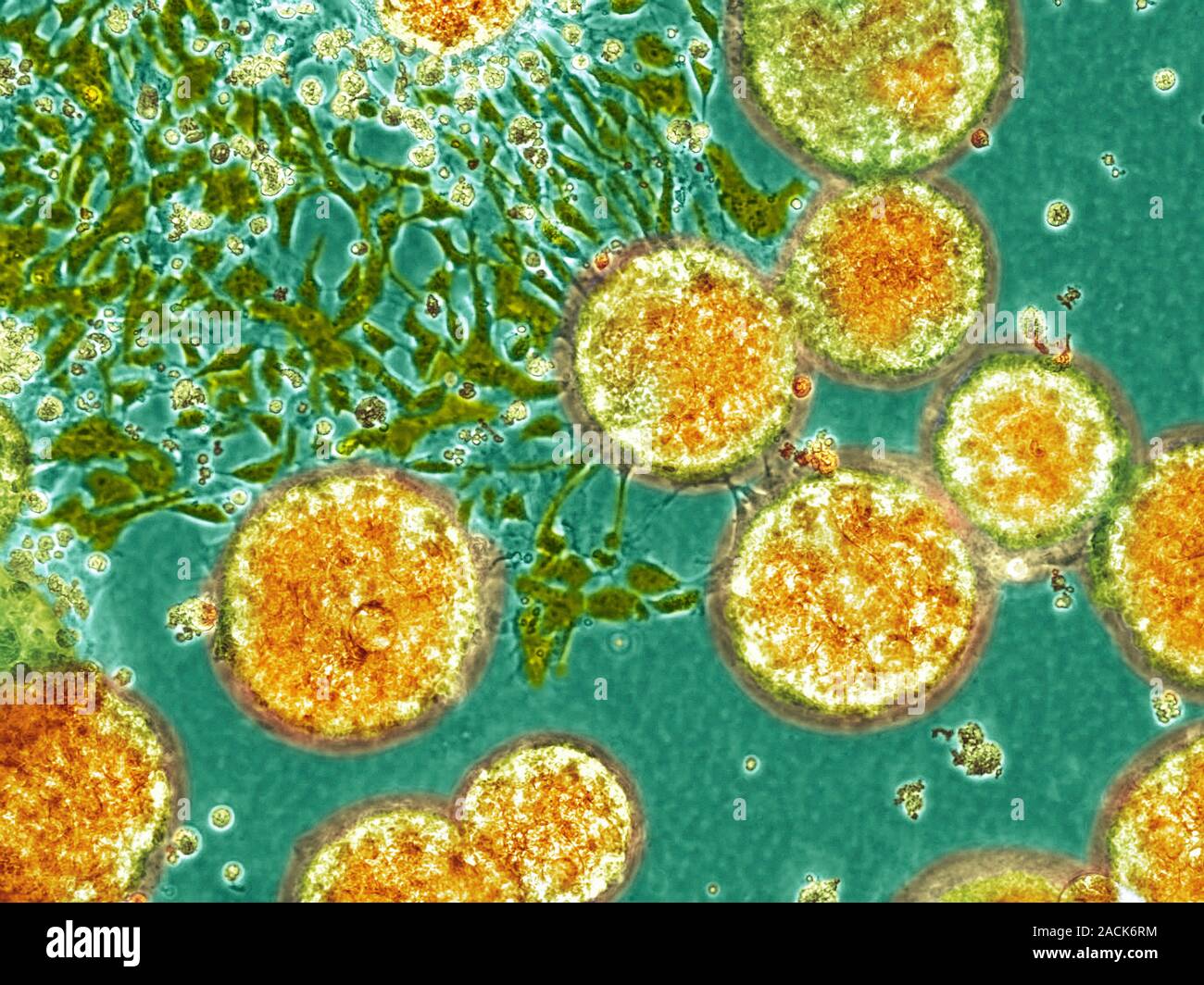 Stem cells. Coloured light micrograph of stem cells undergoing ...
