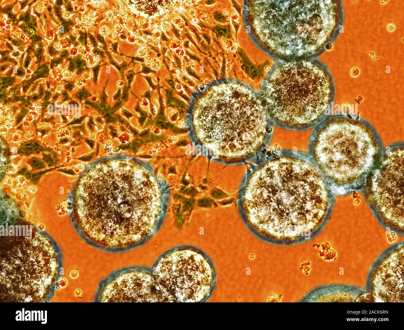 Stem cells. Coloured light micrograph of stem cells undergoing ...