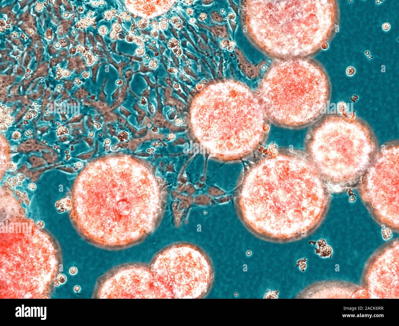 Stem cells. Coloured light micrograph of stem cells undergoing ...