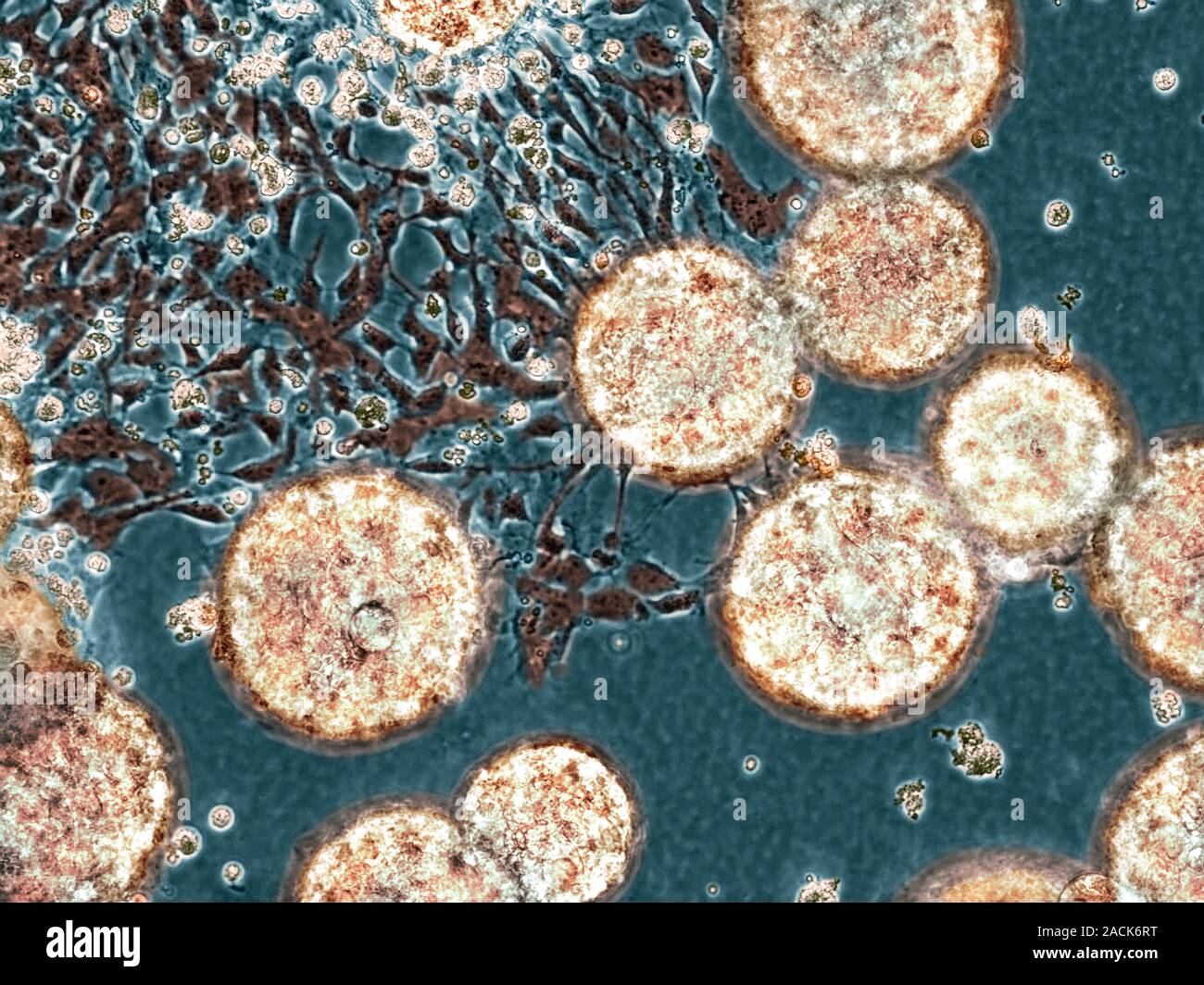 Stem cells. Coloured light micrograph of stem cells undergoing ...