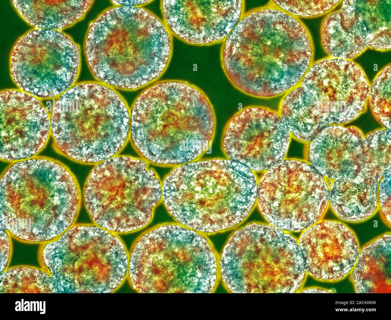 Stem cells. Coloured light micrograph of stem cells undergoing directed ...