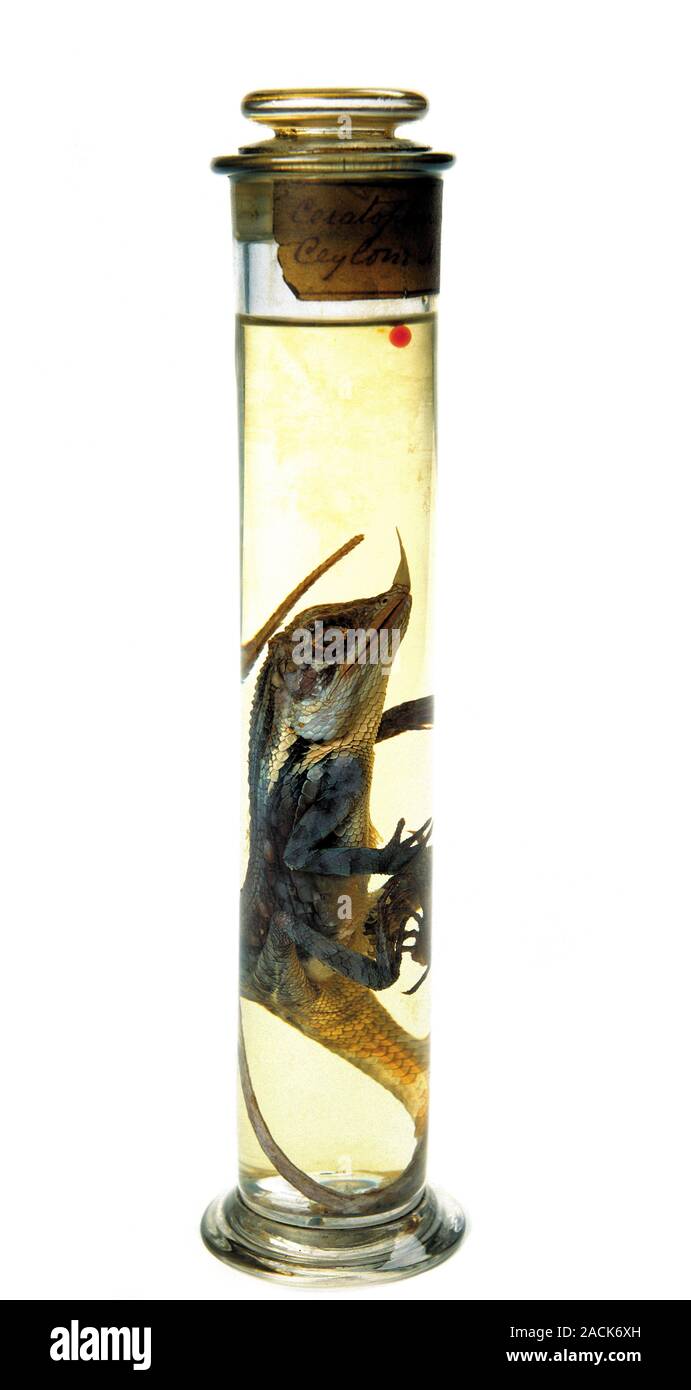 Preserved lizard. This specimen is held at the Natural History Museum ...