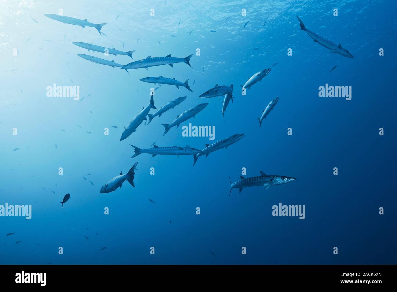 Barracudas (Sphyraena sp.). Photographed in the Red Sea Stock Photo - Alamy