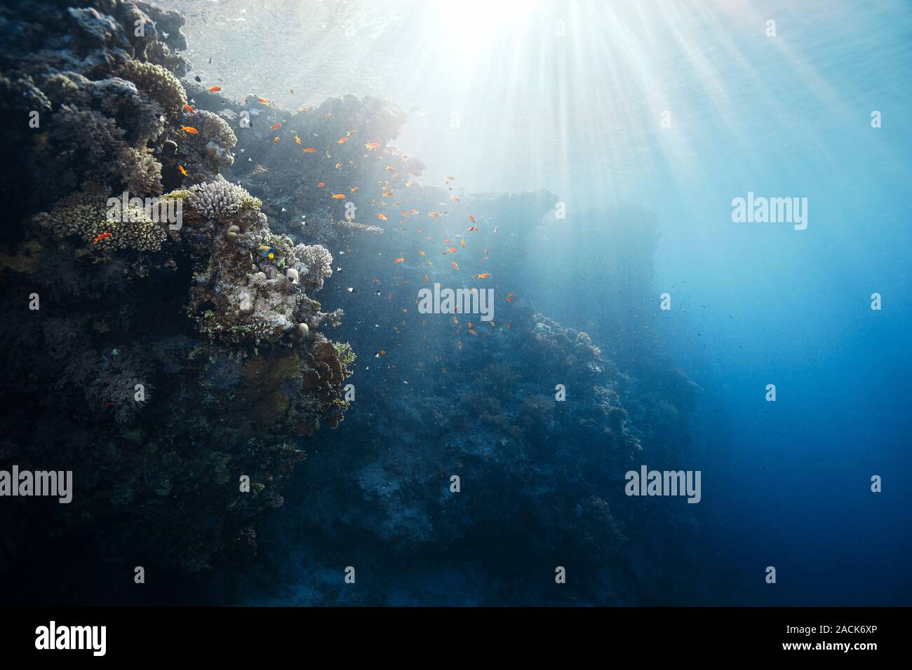 Reef scene. Photographed in the Red Sea Stock Photo - Alamy