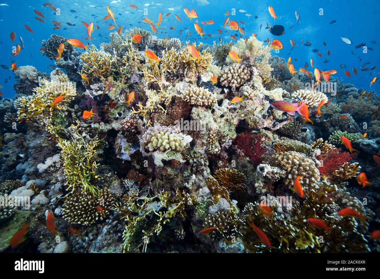 Reef scene. Photographed in the Red Sea Stock Photo - Alamy