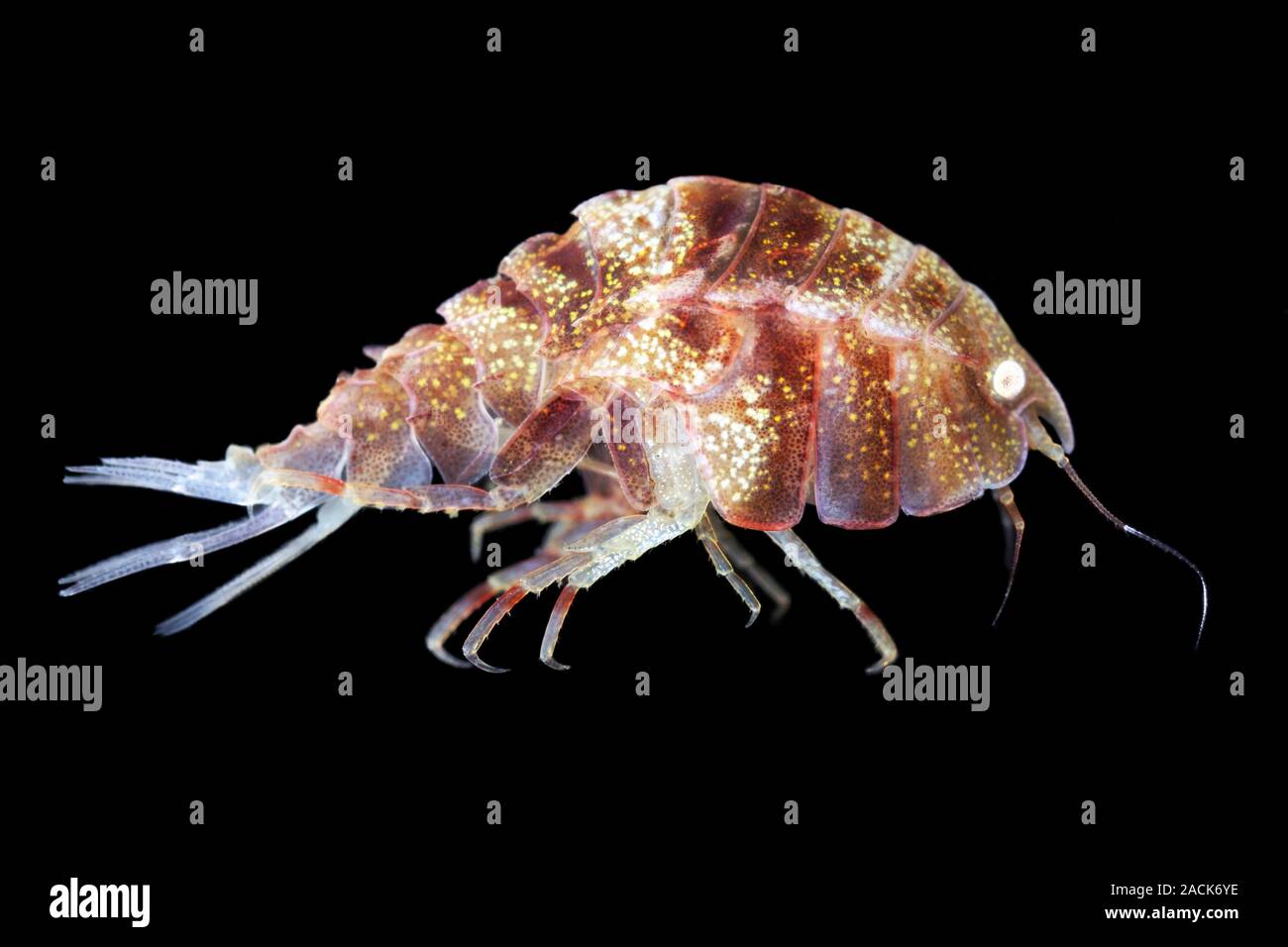 Amphipod (Pleustes panopla). Amphipods are small crustaceans that ...