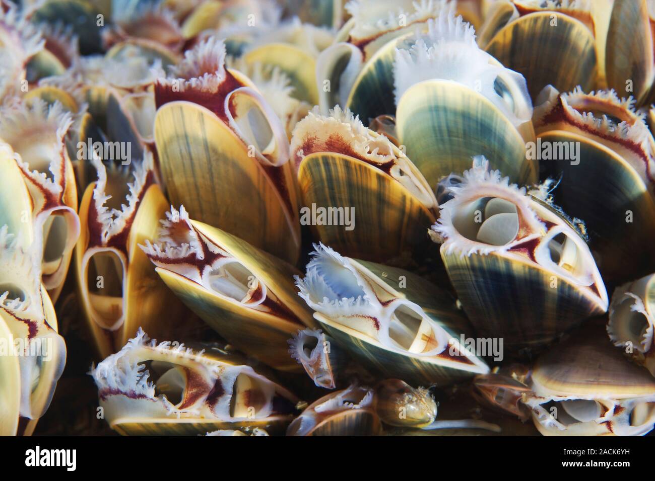 Blue mussels (Mytilus edulis). The mussels' shells are open showing the ...