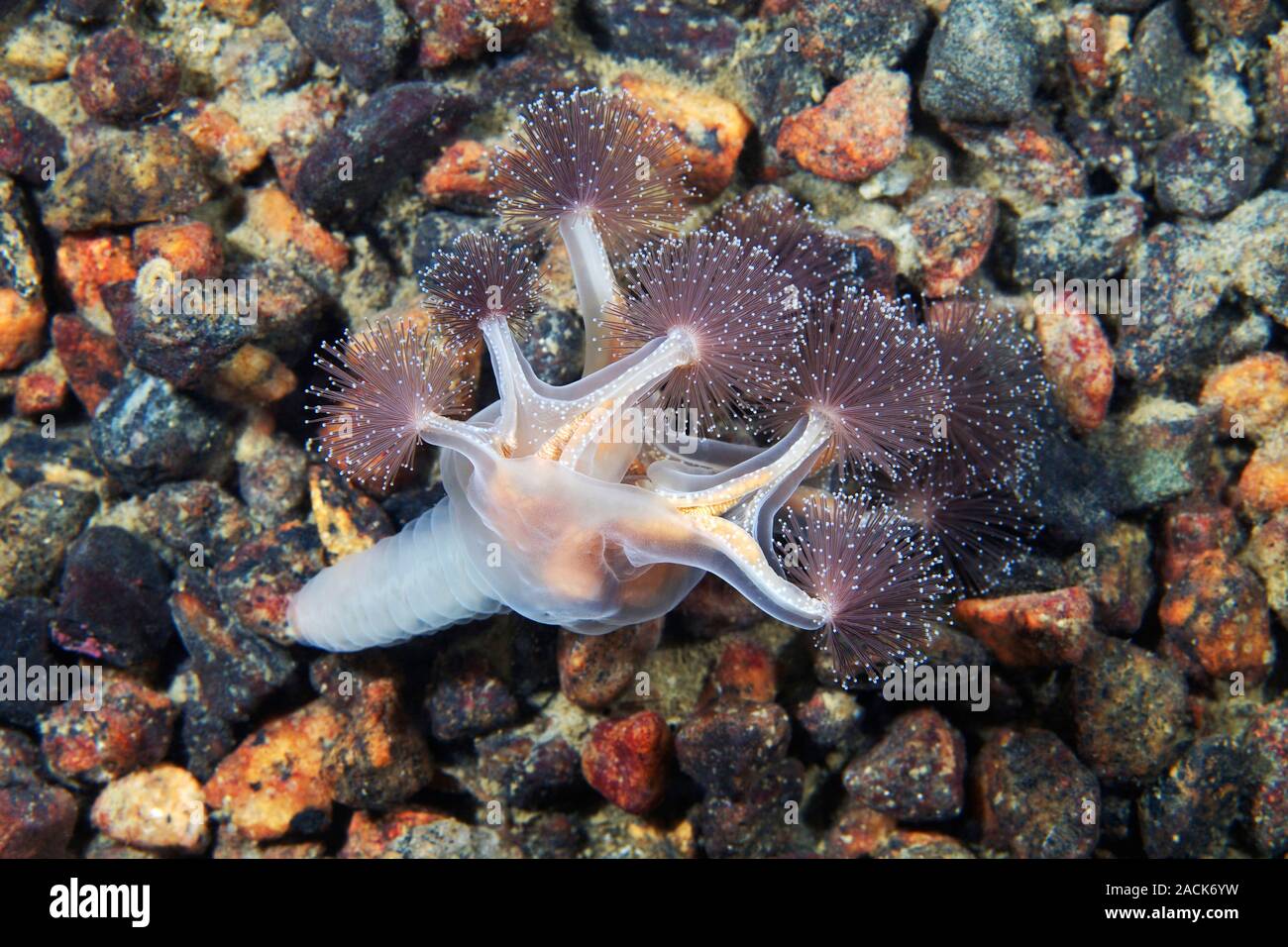 Stalked jellyfish (Lucernaria sp.). Photographed in the White Sea ...