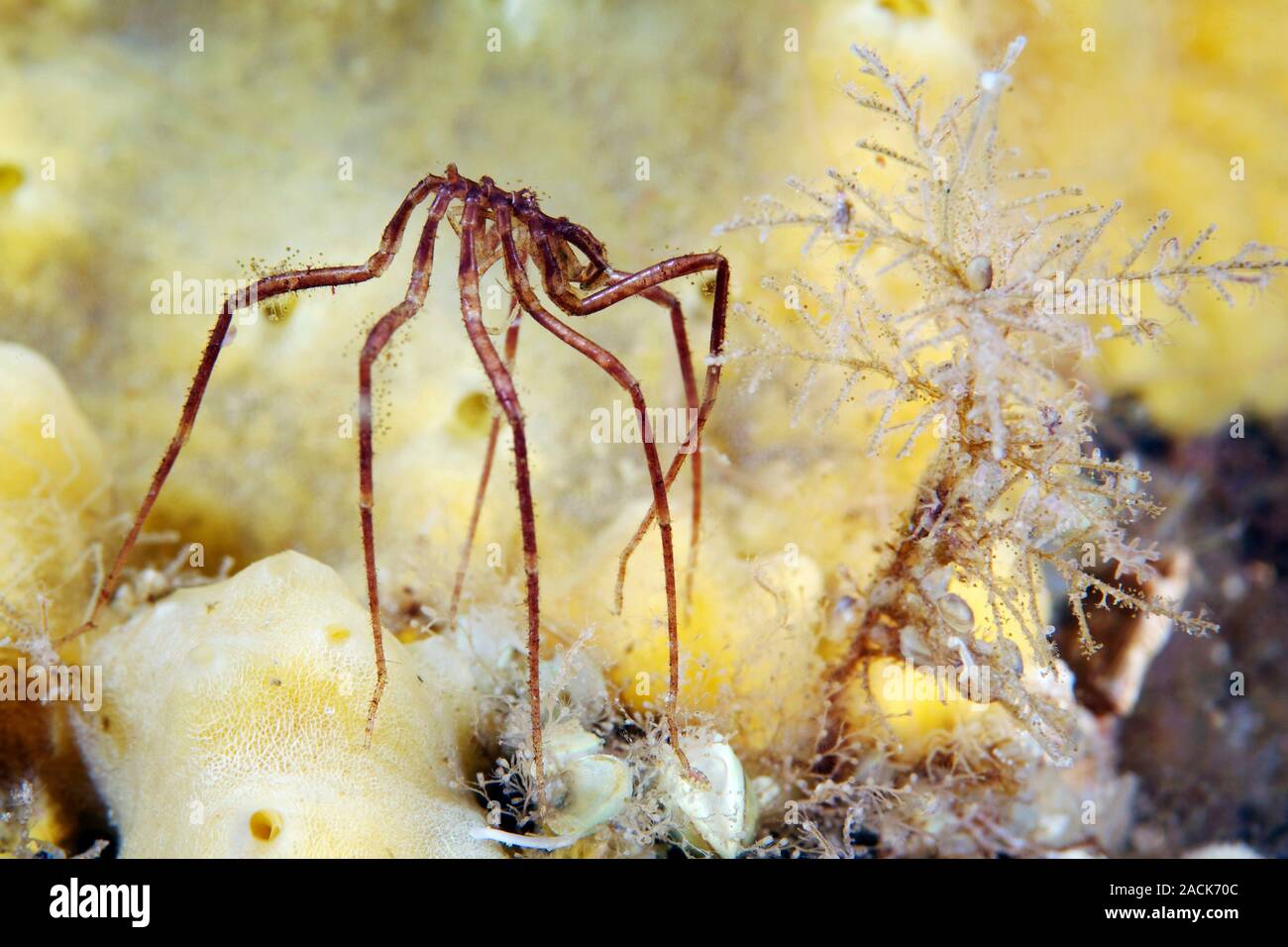 Sea spider (Nymphon grossipes). Sea spiders (pantopods) are not true ...